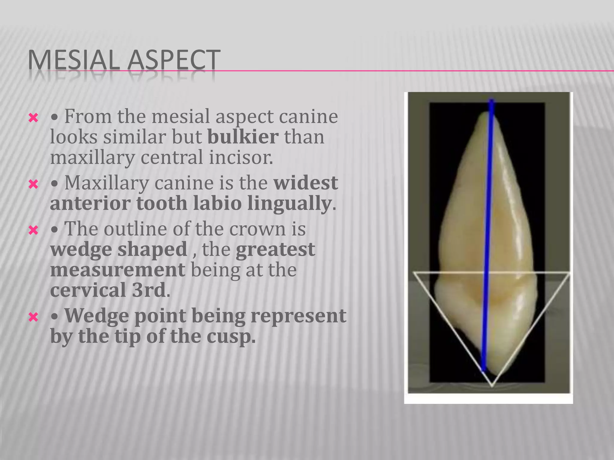Peramanent Maxillary Canine | PPTX