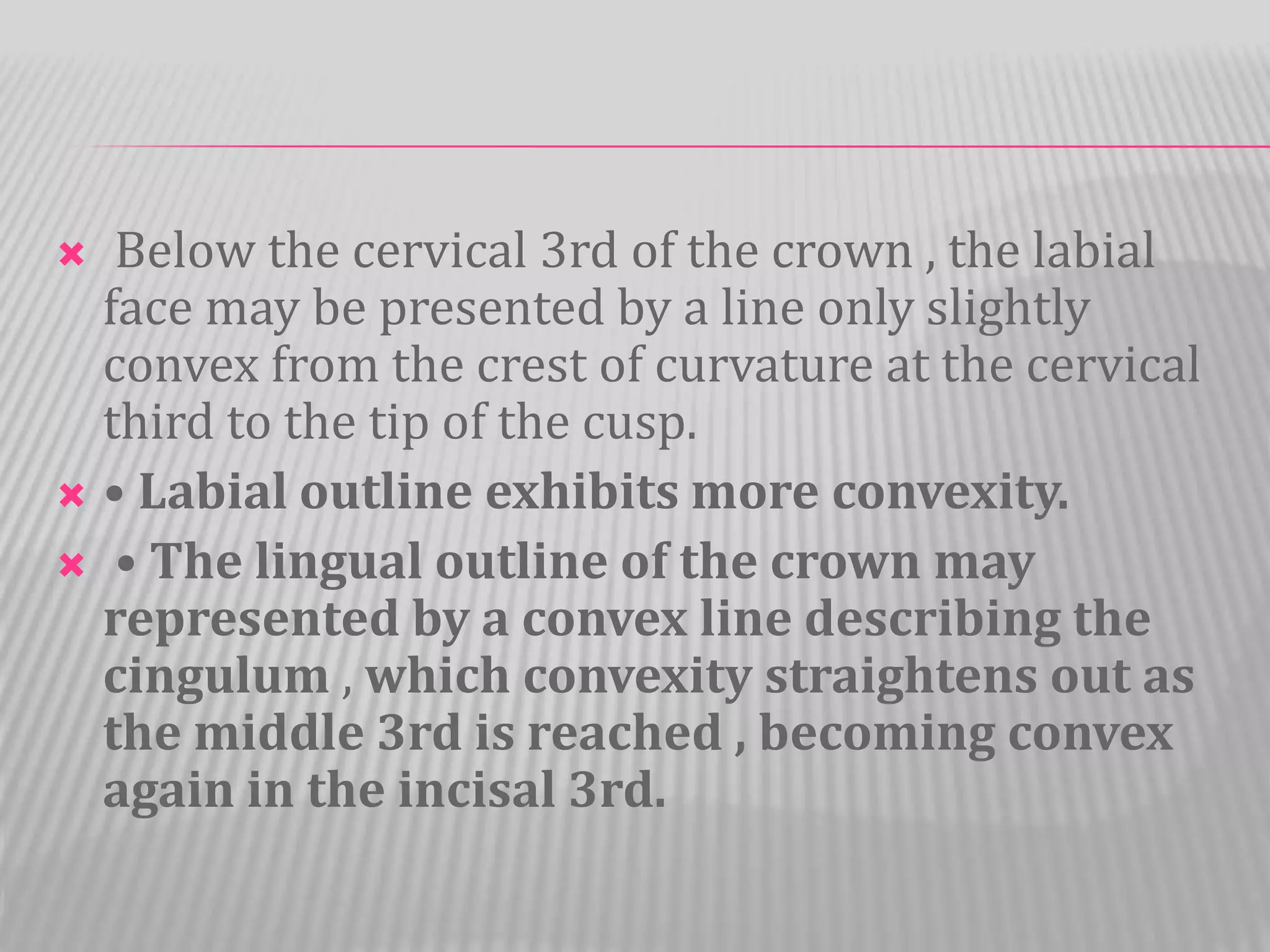 Peramanent Maxillary Canine | PPTX