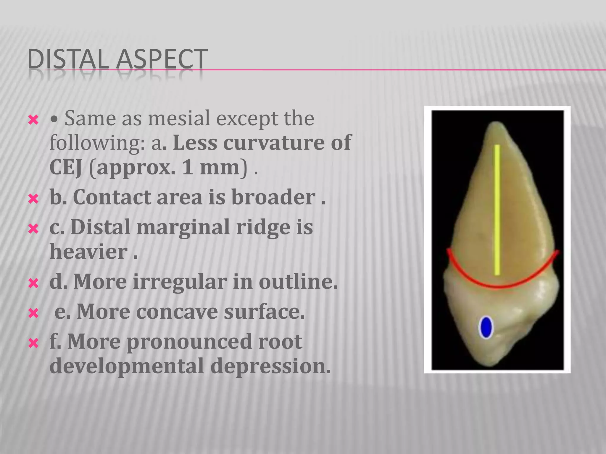 Peramanent Maxillary Canine | PPTX