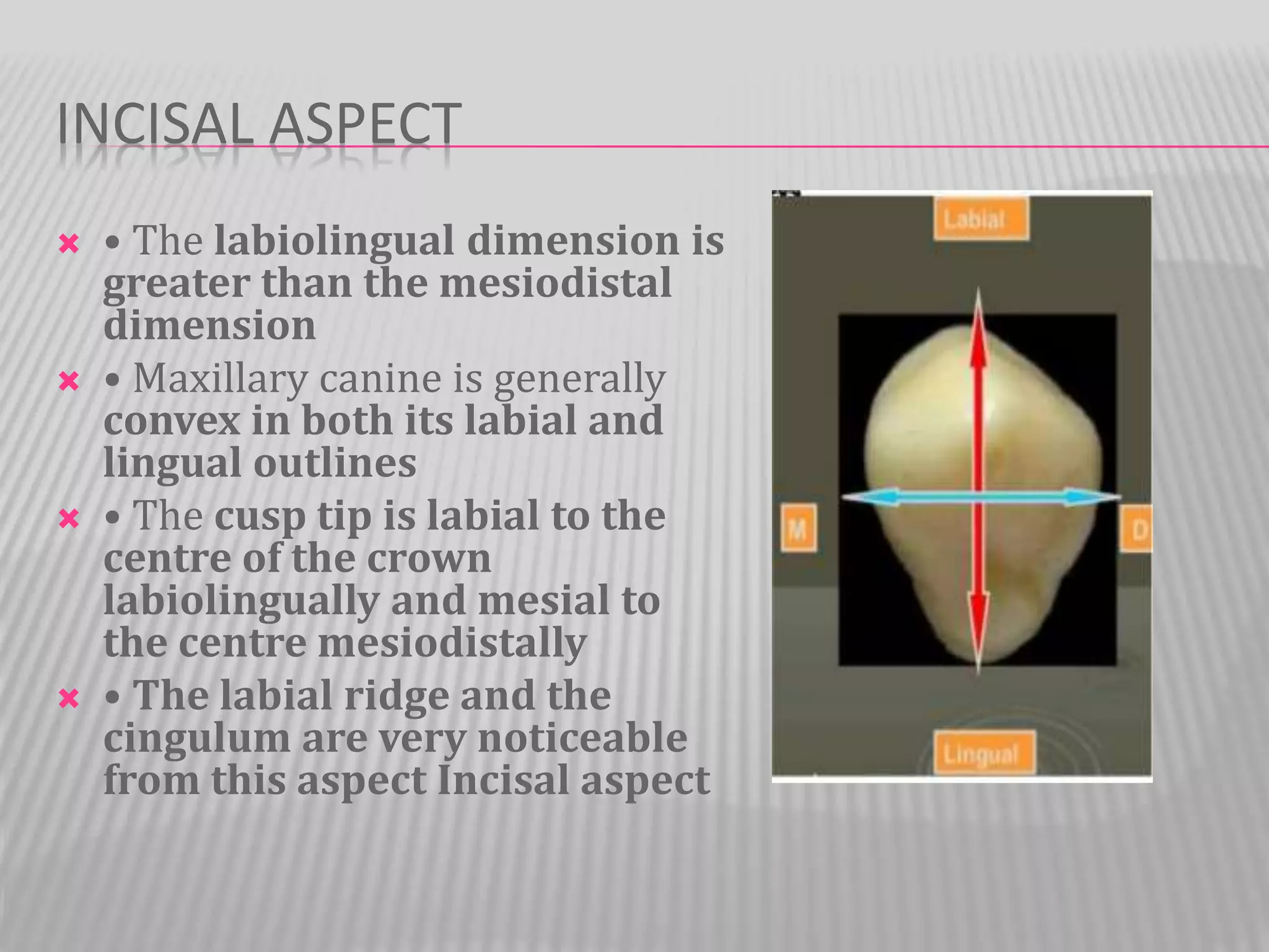 Peramanent Maxillary Canine | PPTX