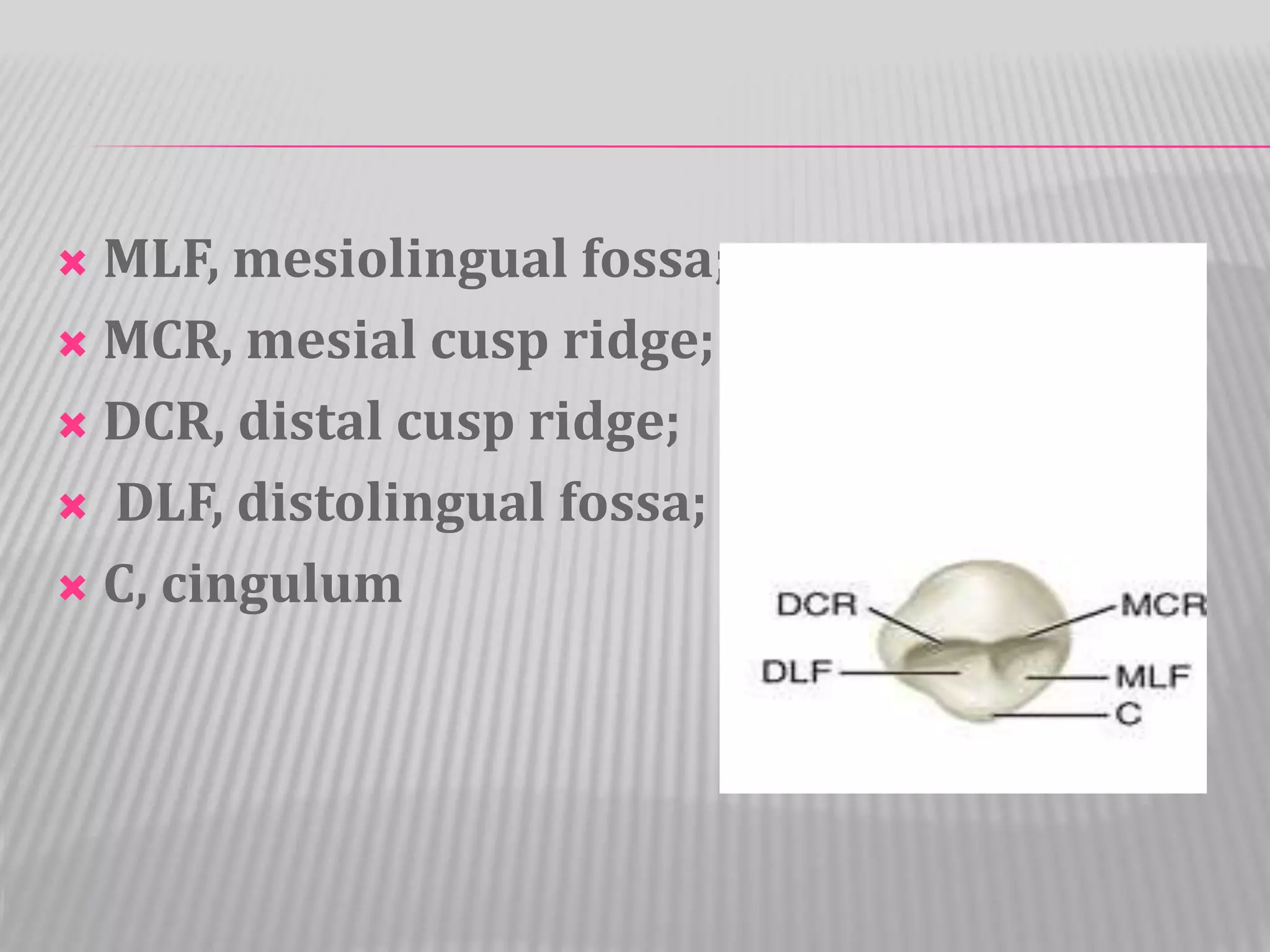 Peramanent Maxillary Canine | PPTX