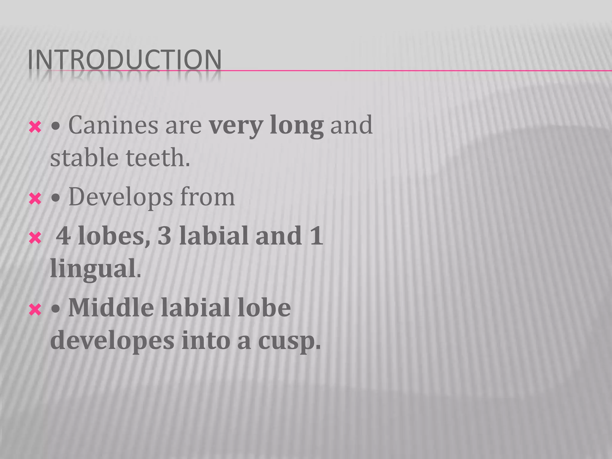 Peramanent Maxillary Canine | PPTX