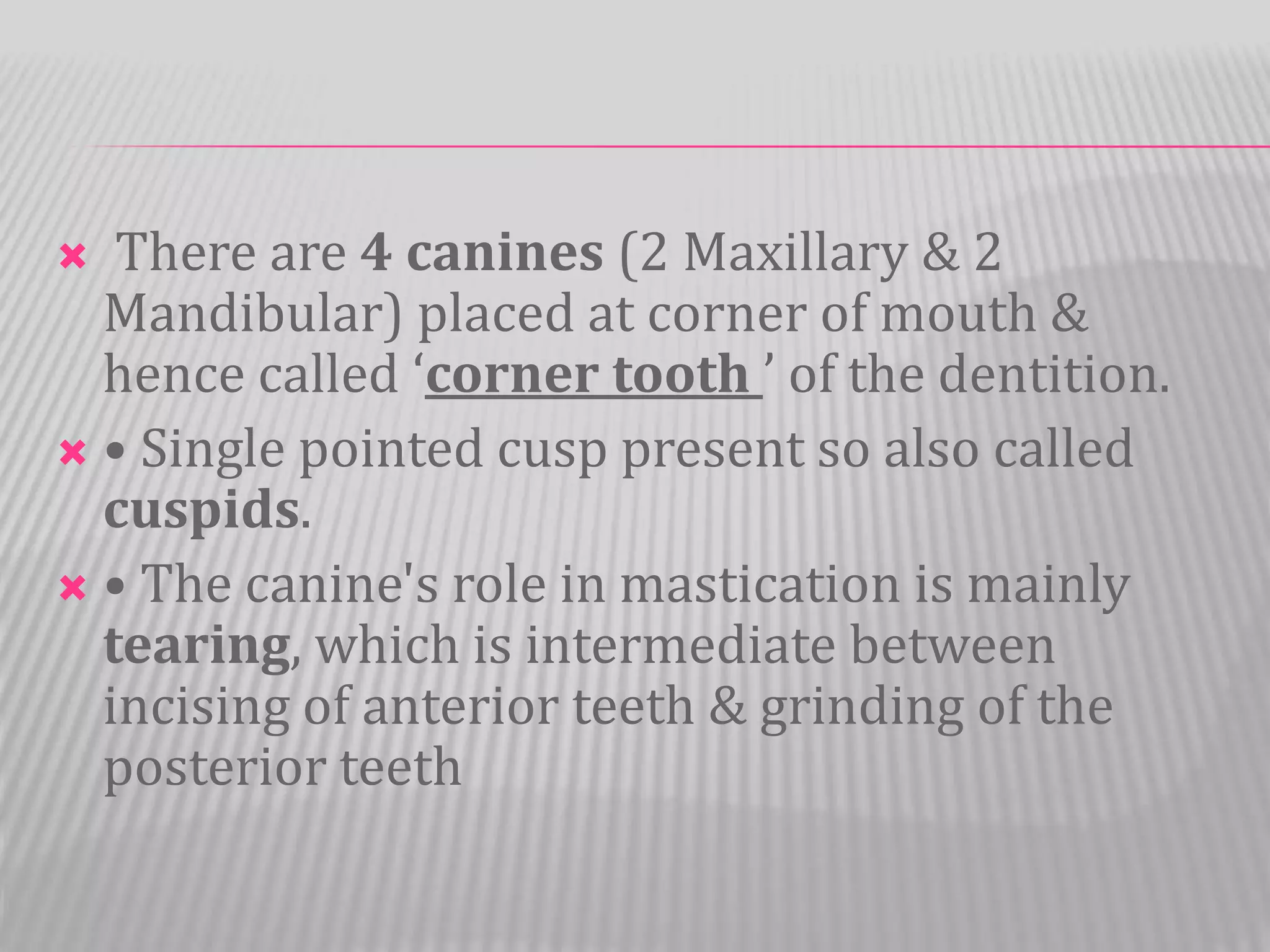 Peramanent Maxillary Canine | PPTX