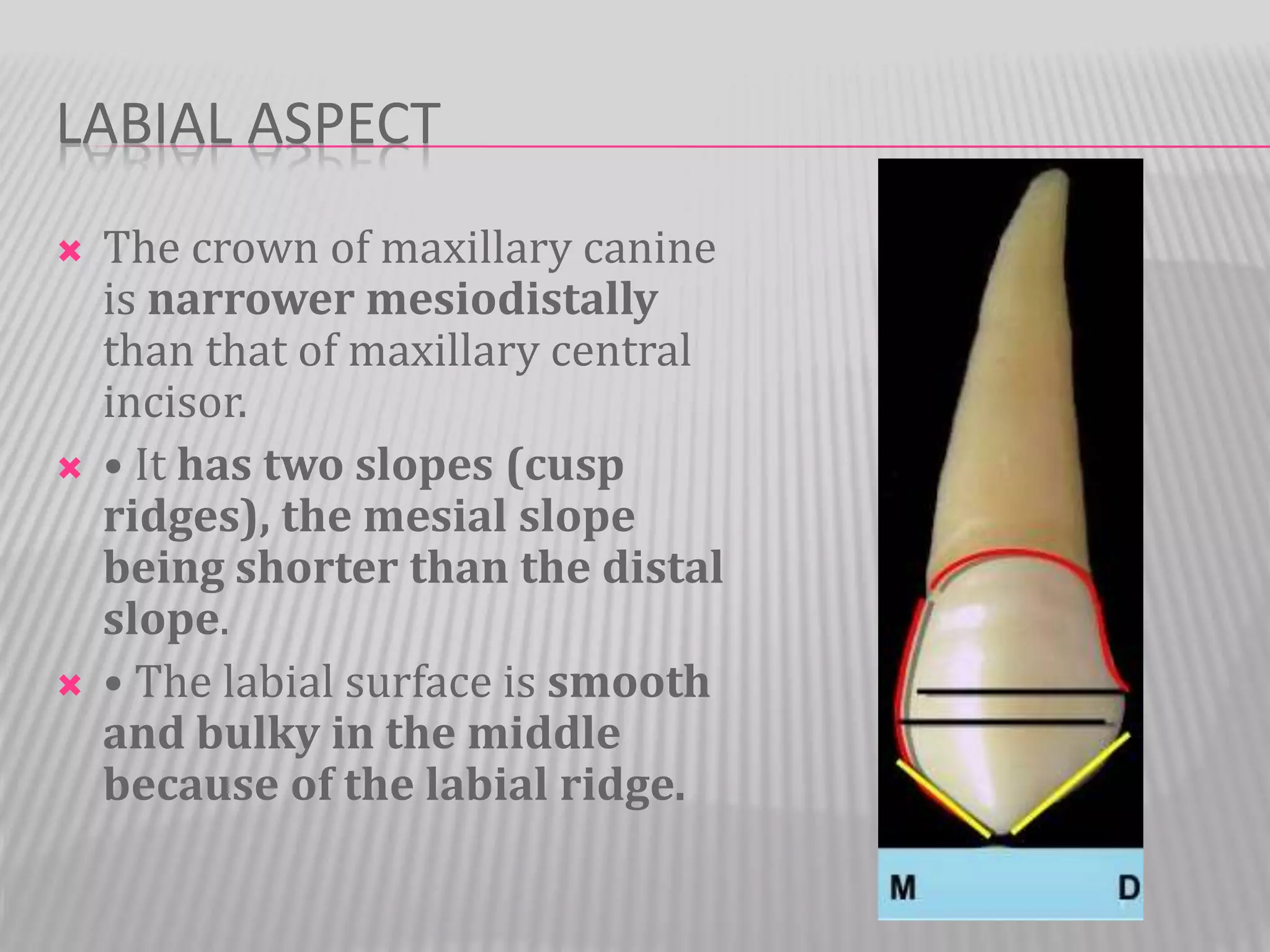 Peramanent Maxillary Canine | PPTX