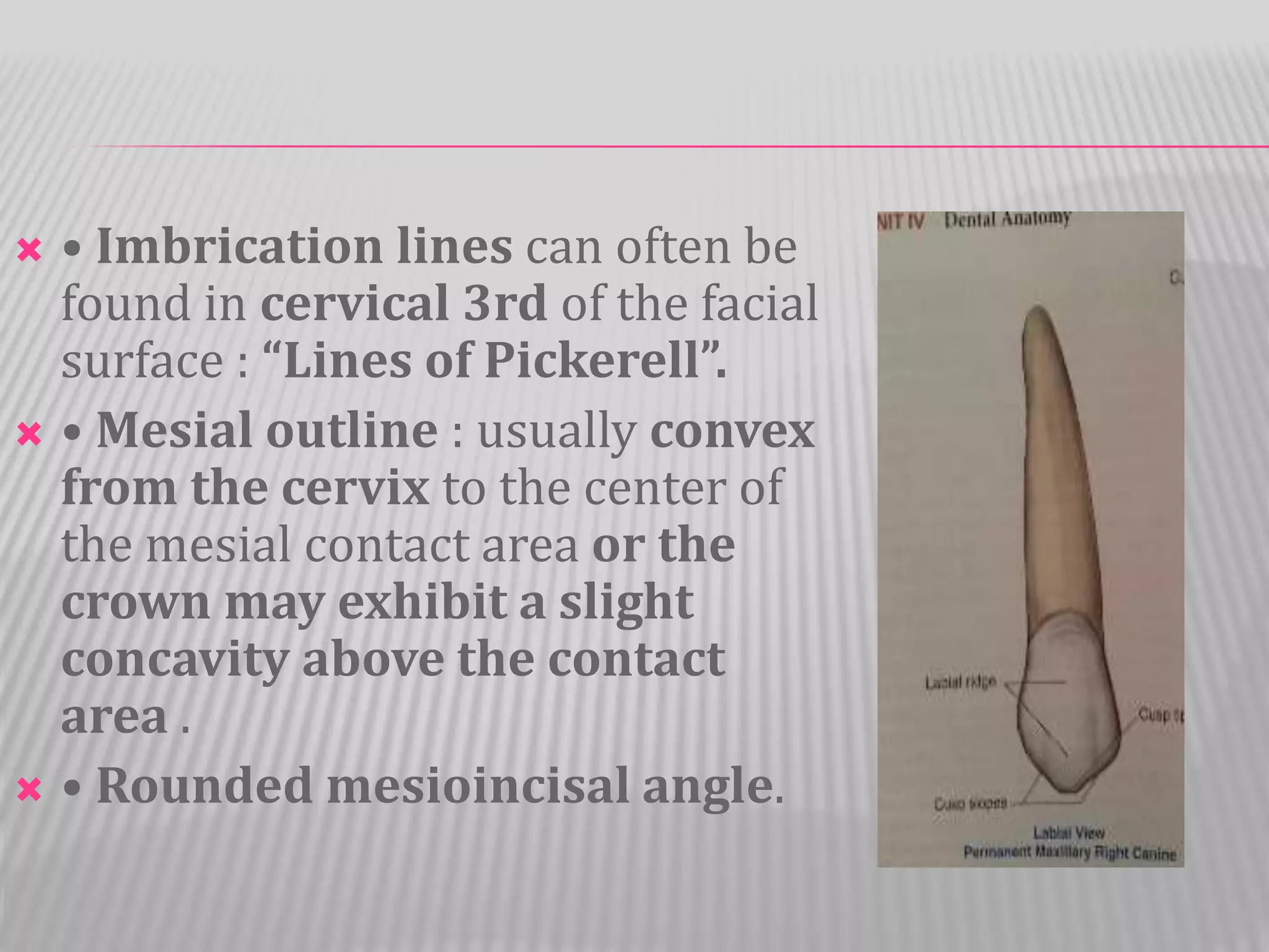 Peramanent Maxillary Canine | PPTX