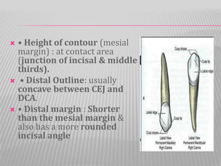 Peramanent Maxillary Canine | PPTX