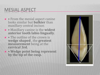 Peramanent Maxillary Canine | PPTX