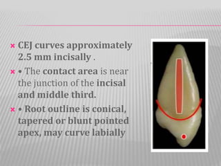 Peramanent Maxillary Canine | PPTX