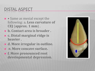 Peramanent Maxillary Canine | PPTX