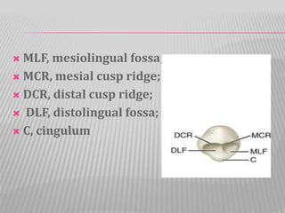 Peramanent Maxillary Canine | PPTX