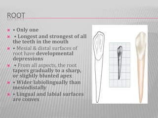 Peramanent Maxillary Canine | PPTX