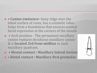 Peramanent Maxillary Canine | PPTX