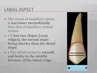 Peramanent Maxillary Canine | PPTX