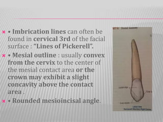 Peramanent Maxillary Canine | PPTX