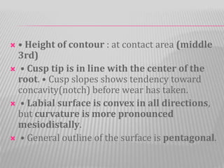 Peramanent Maxillary Canine | PPT
