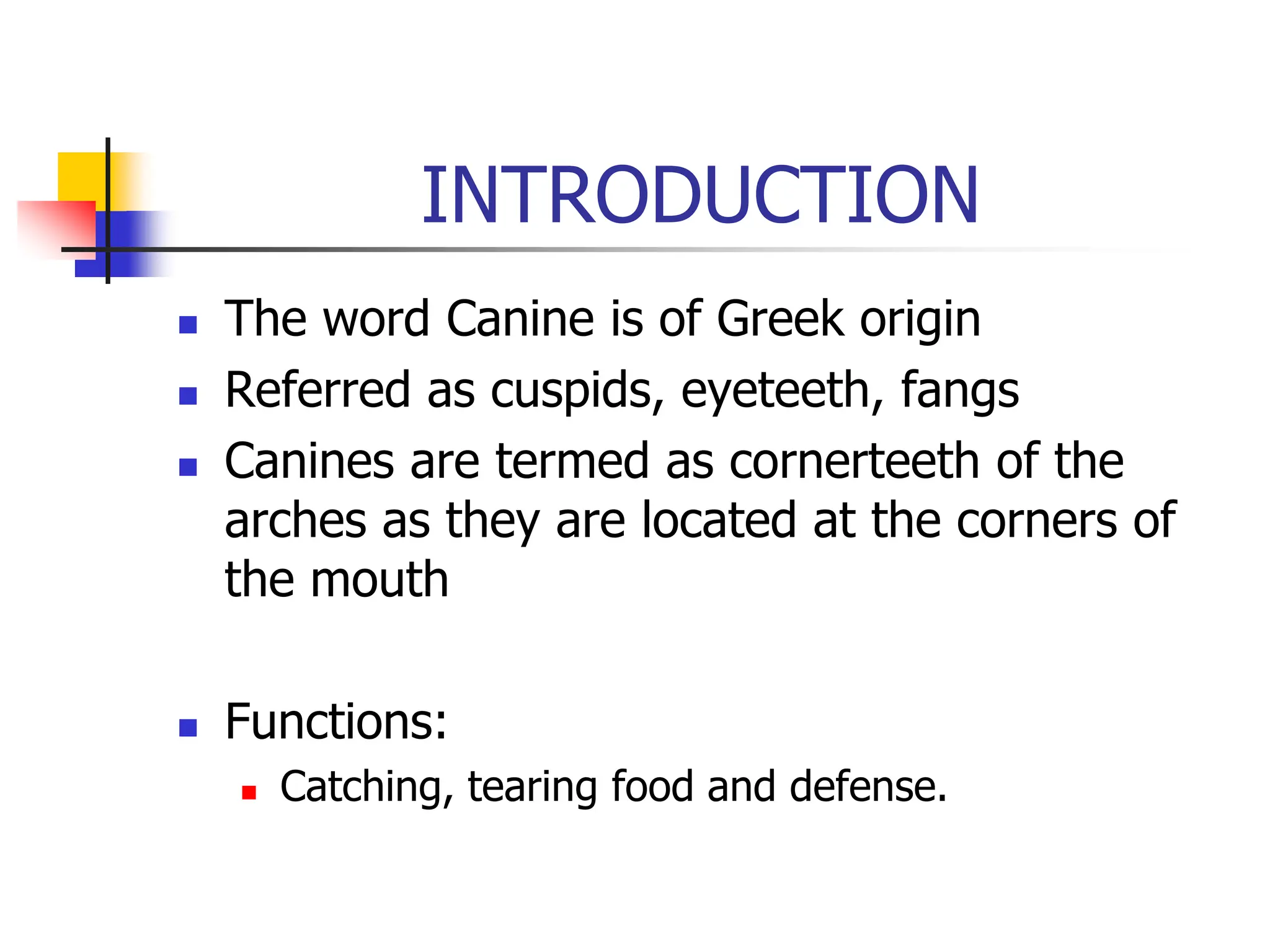 Permamnet Maxillary Canine PowerPoint presentation | PPT