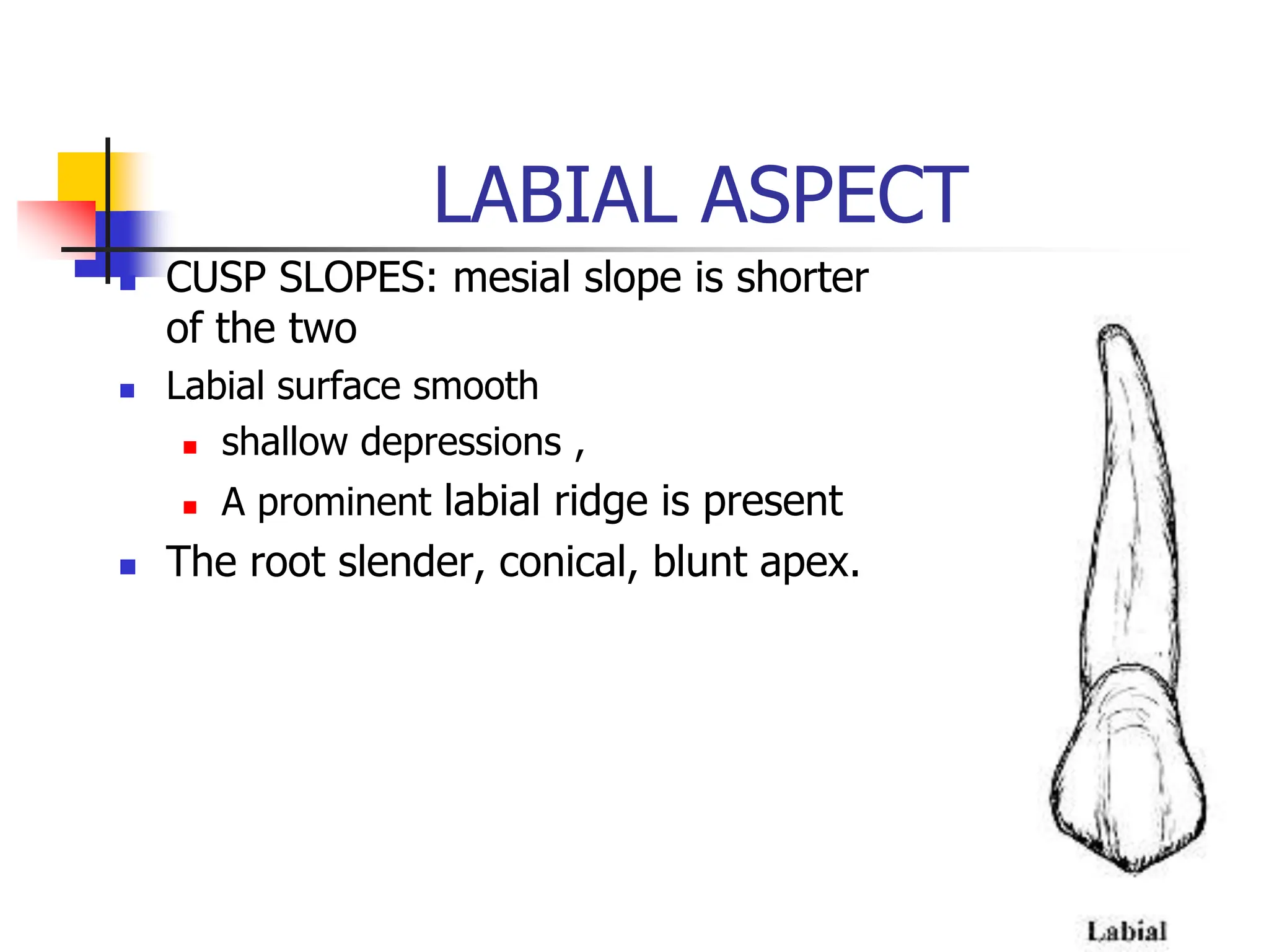 Permamnet Maxillary Canine PowerPoint presentation | PPT