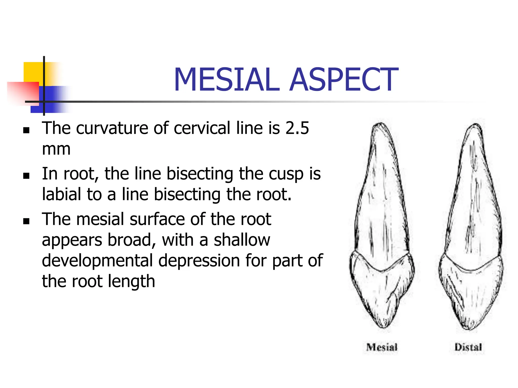 Permamnet Maxillary Canine PowerPoint presentation | PPT