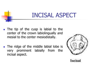 Permamnet Maxillary Canine PowerPoint presentation | PPT