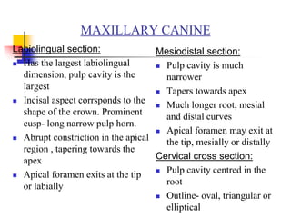 Permamnet Maxillary Canine PowerPoint presentation | PPT