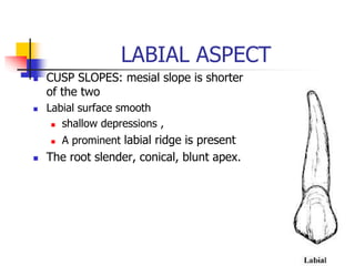 Permamnet Maxillary Canine PowerPoint presentation | PPT