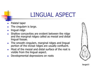 Permamnet Maxillary Canine PowerPoint presentation | PPT