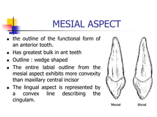 Permamnet Maxillary Canine PowerPoint presentation | PPT