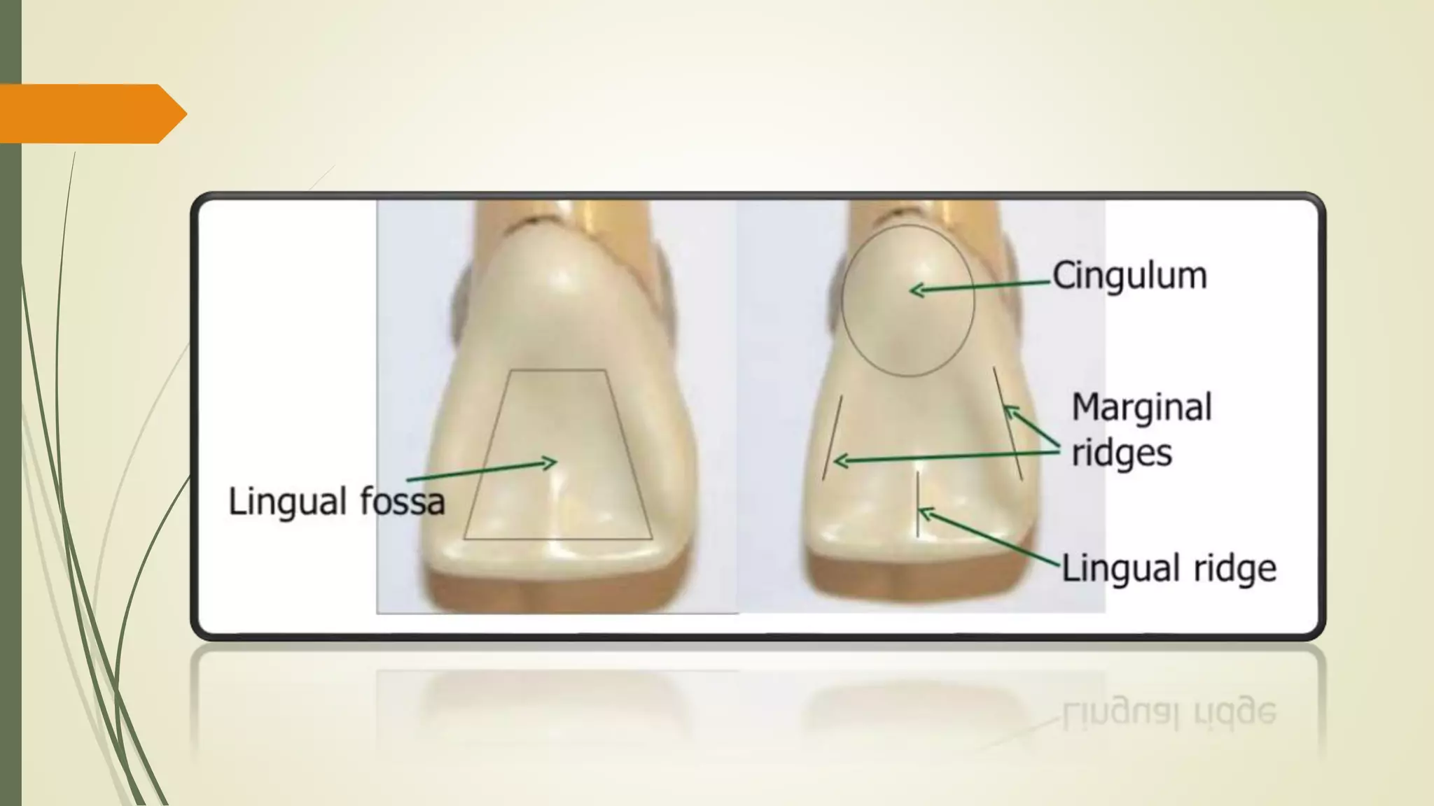 Maxillary central incisor (ORAL ANATOMY) | PPTX