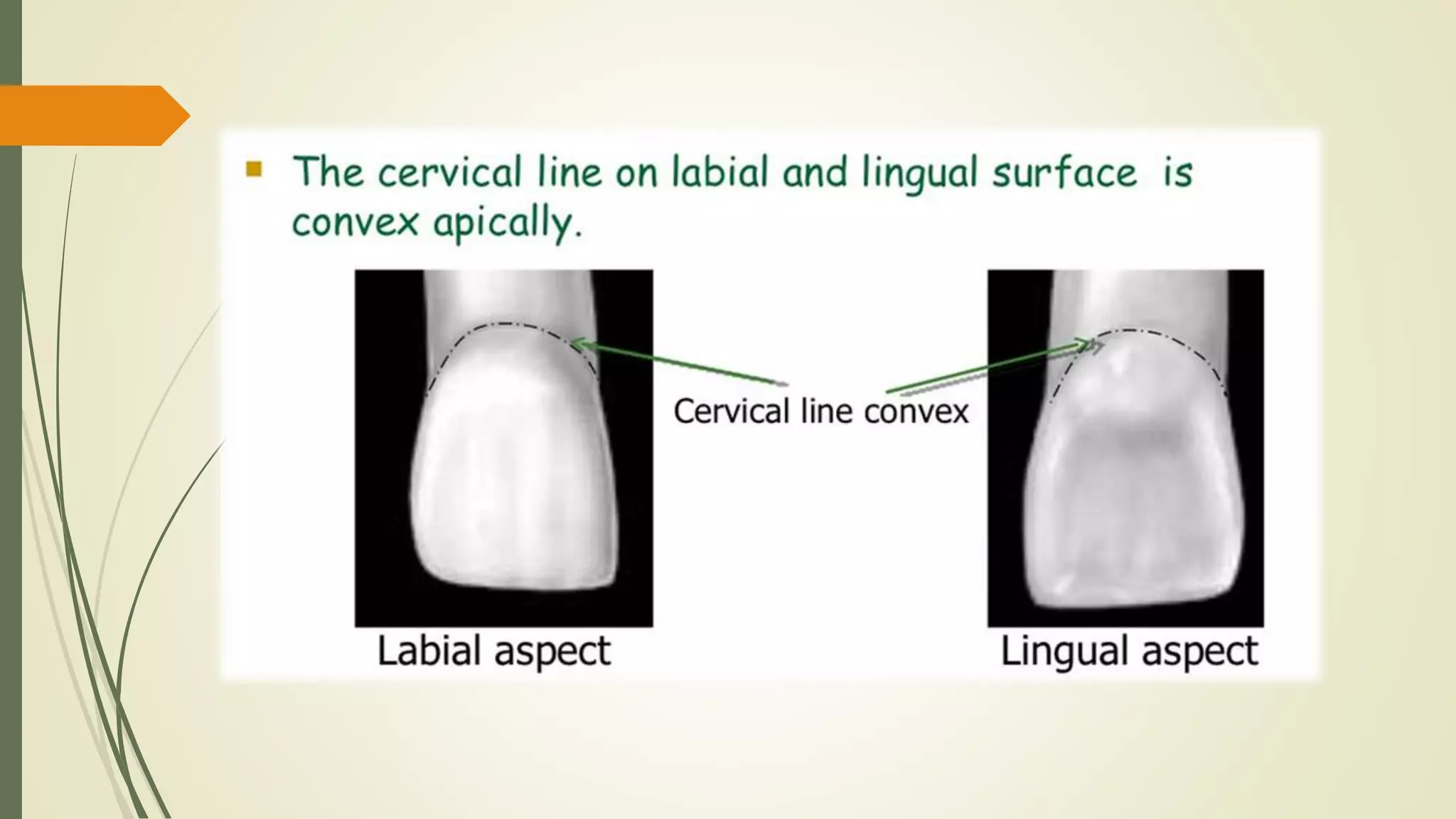 Maxillary central incisor (ORAL ANATOMY) | PPTX