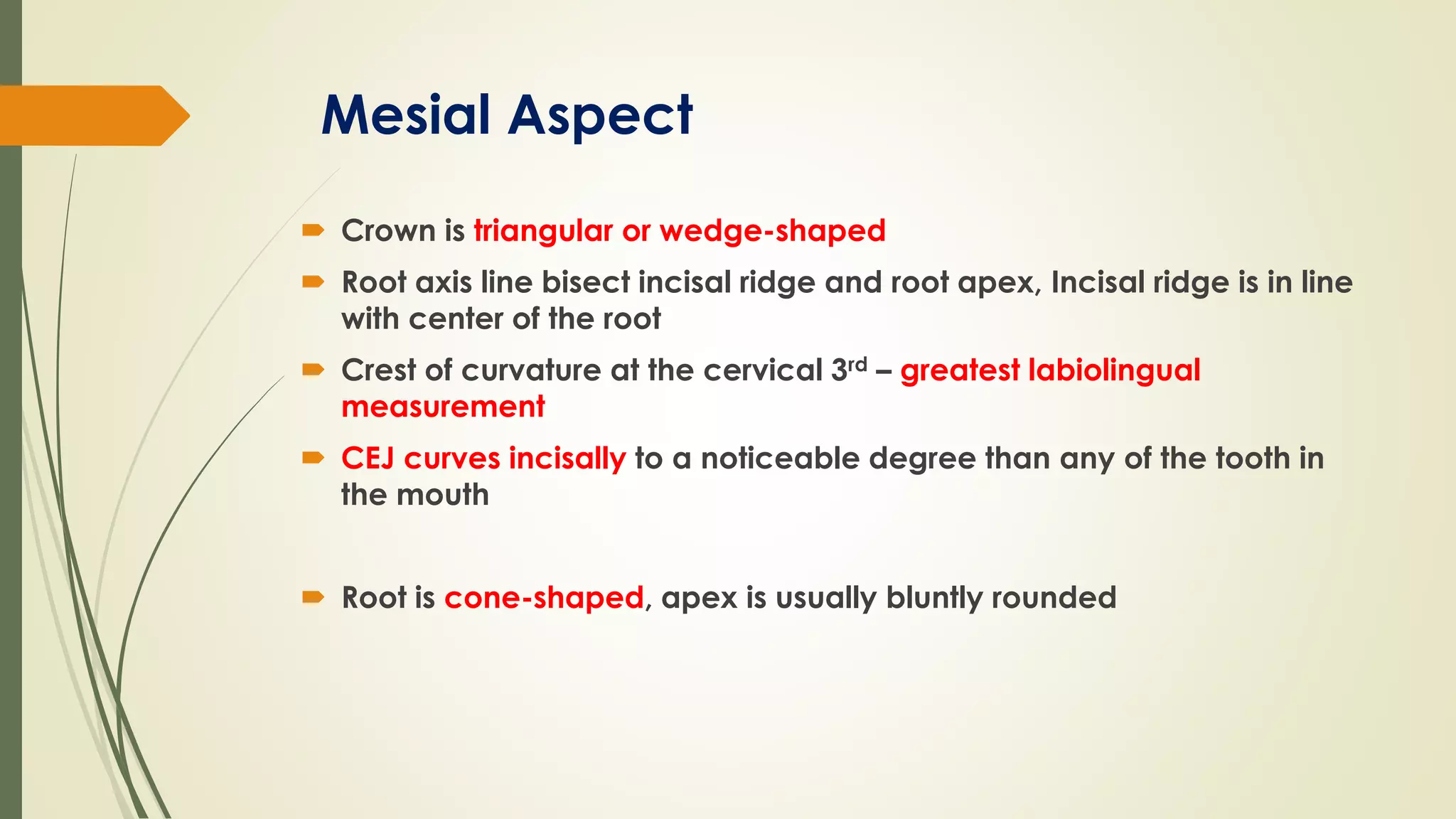 Maxillary central incisor (ORAL ANATOMY) | PPTX