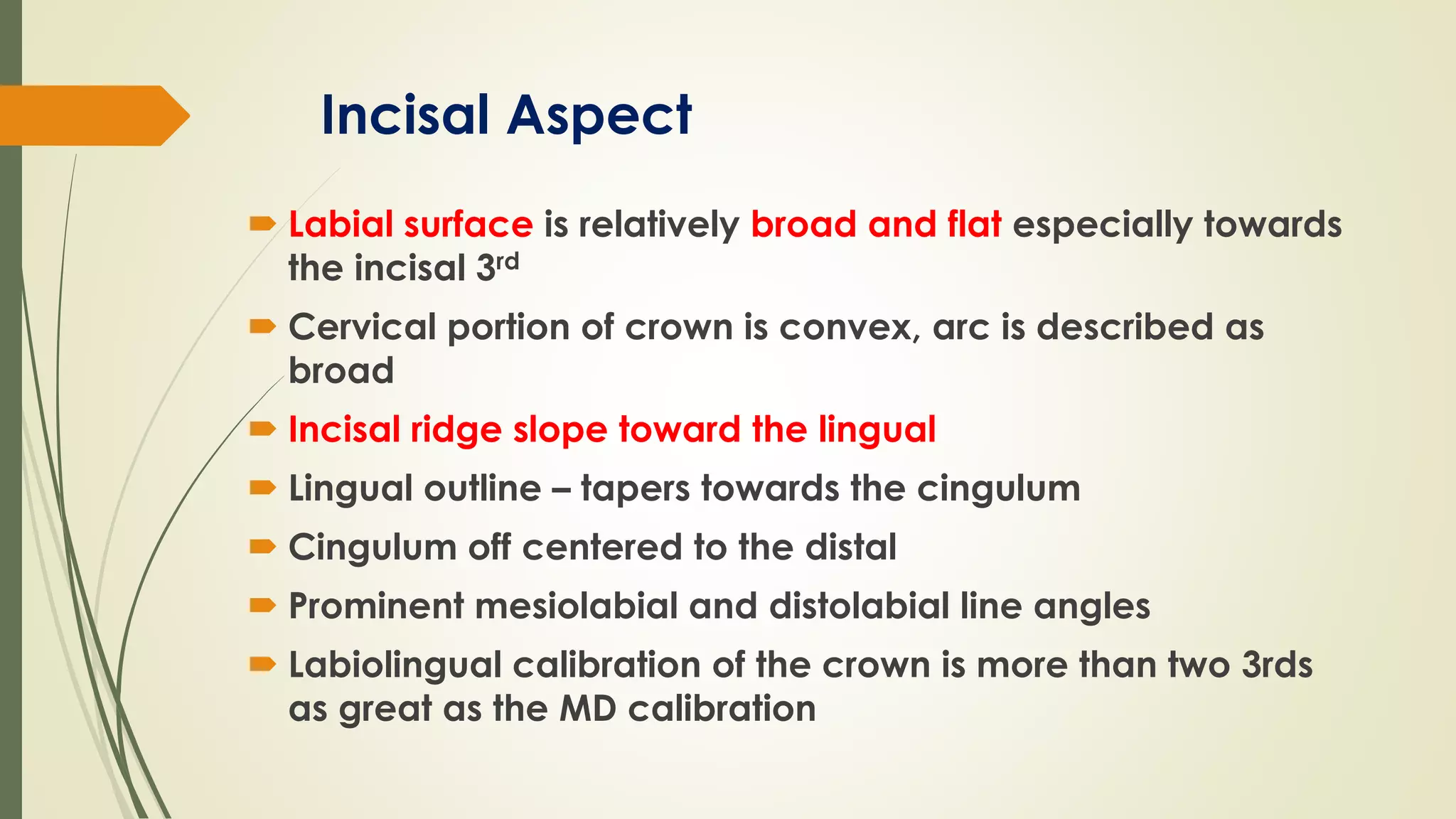 Maxillary central incisor (ORAL ANATOMY) | PPTX