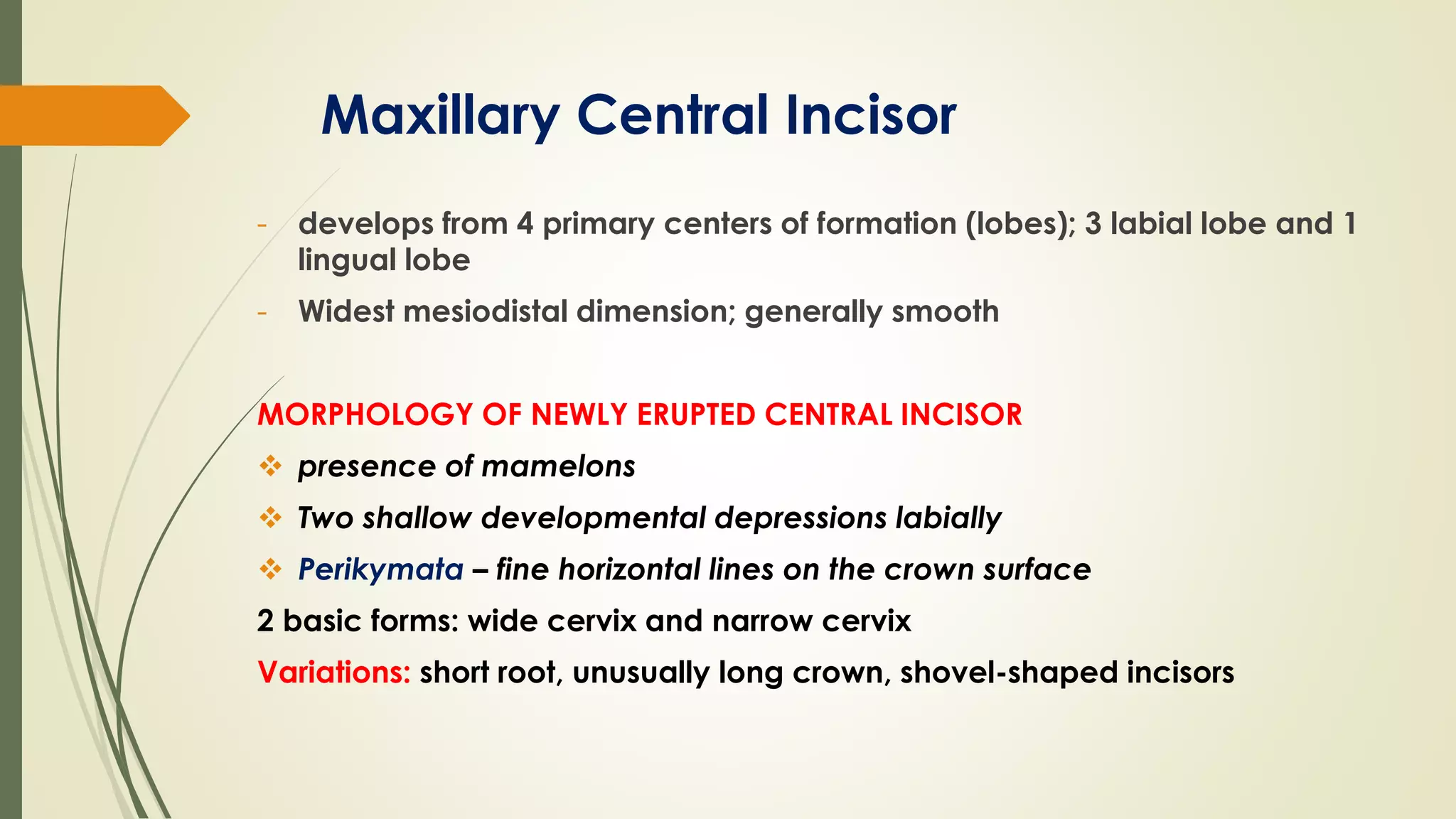 Maxillary central incisor (ORAL ANATOMY) | PPTX