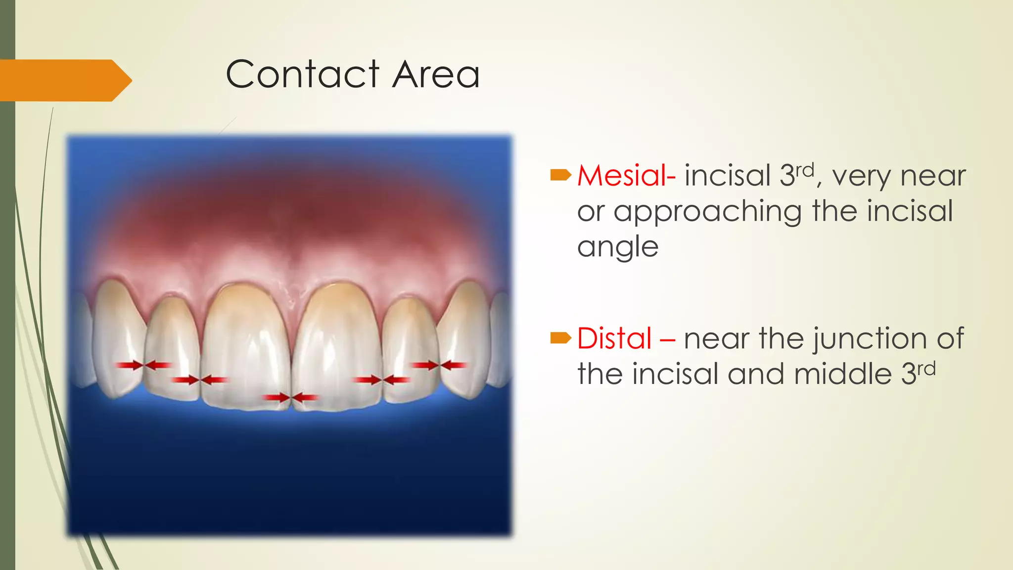 Maxillary central incisor (ORAL ANATOMY) | PPTX