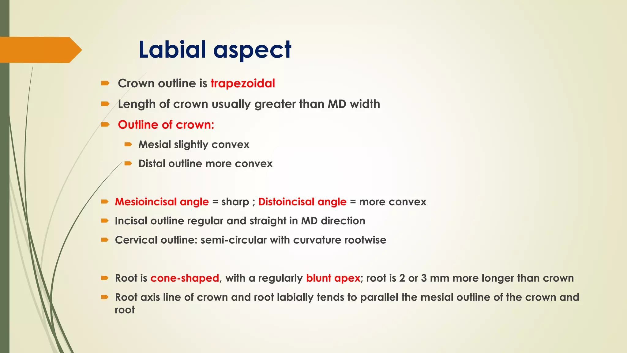 Maxillary central incisor (ORAL ANATOMY) | PPTX