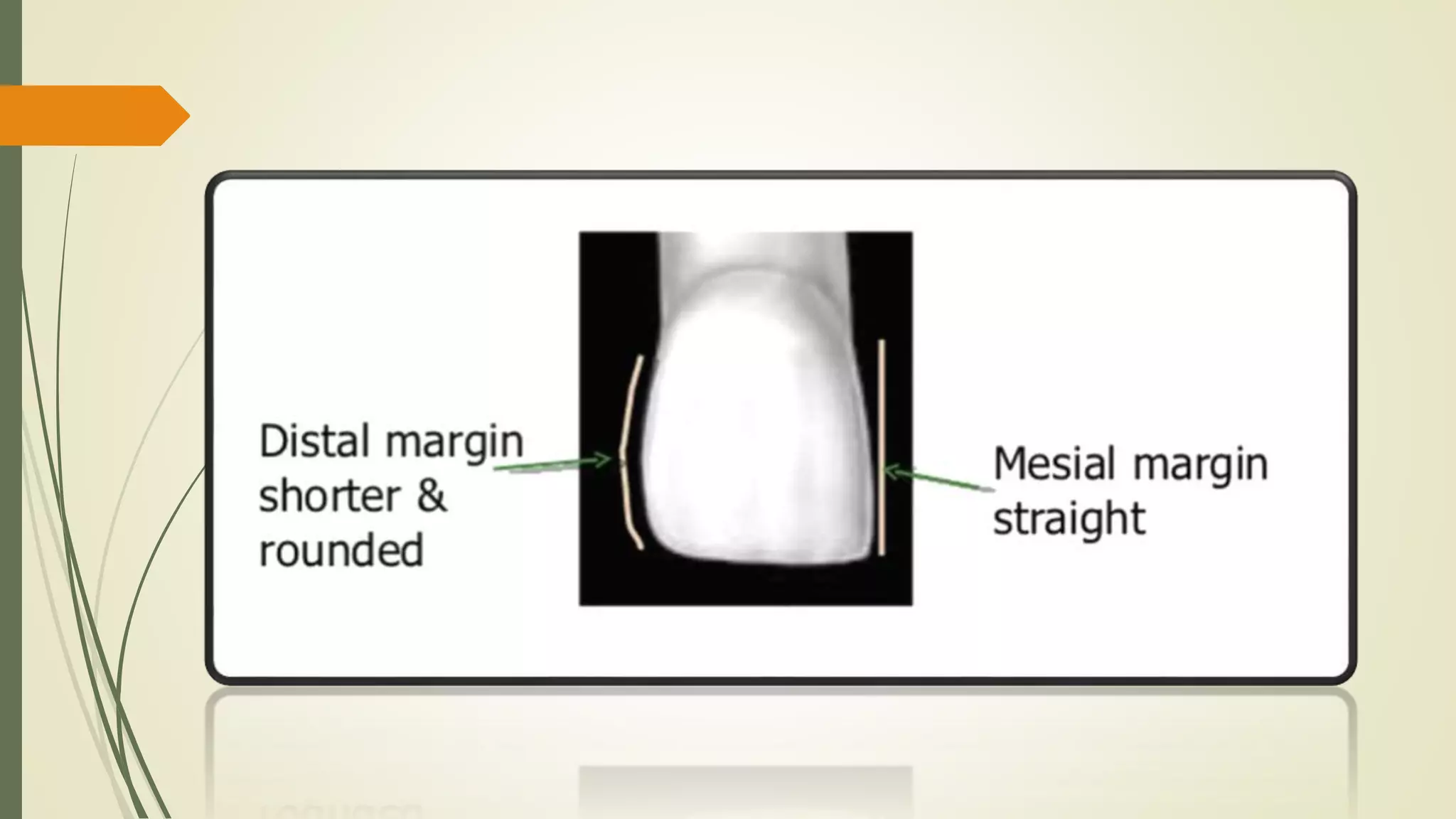 Maxillary central incisor (ORAL ANATOMY) | PPTX