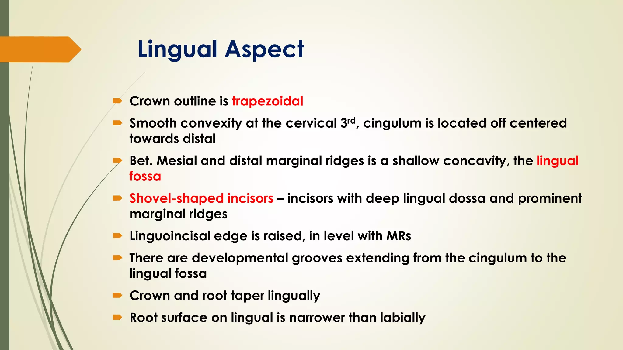 Maxillary central incisor (ORAL ANATOMY) | PPTX