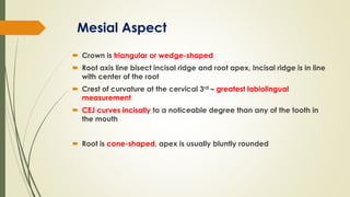 Maxillary central incisor (ORAL ANATOMY) | PPTX