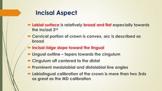 Maxillary central incisor (ORAL ANATOMY) | PPTX