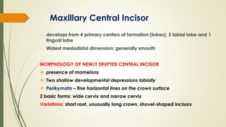 Maxillary central incisor (ORAL ANATOMY) | PPTX
