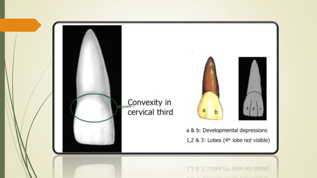 Maxillary central incisor (ORAL ANATOMY) | PPTX | Dental Health ...