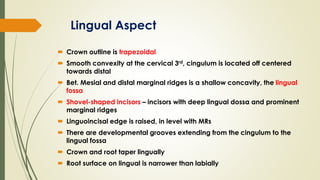 Maxillary central incisor (ORAL ANATOMY) | PPTX