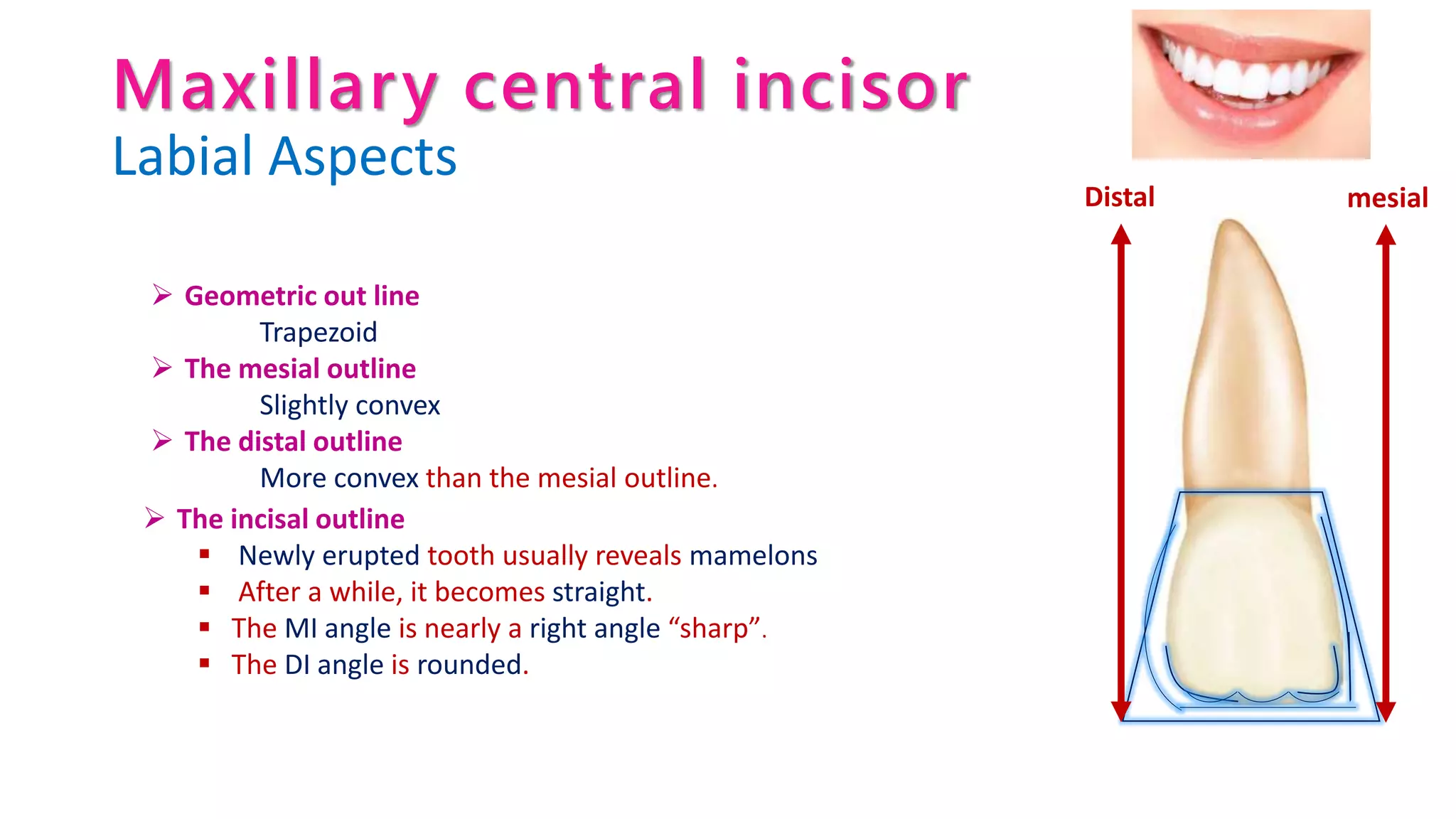Maxillary central incisor | PPTX