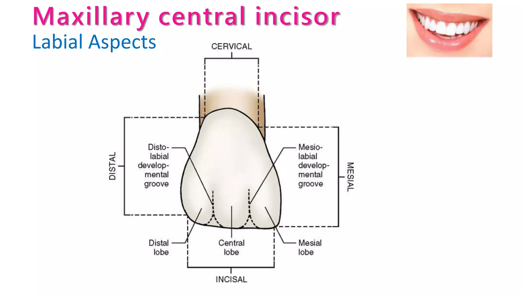 Maxillary central incisor | PPTX