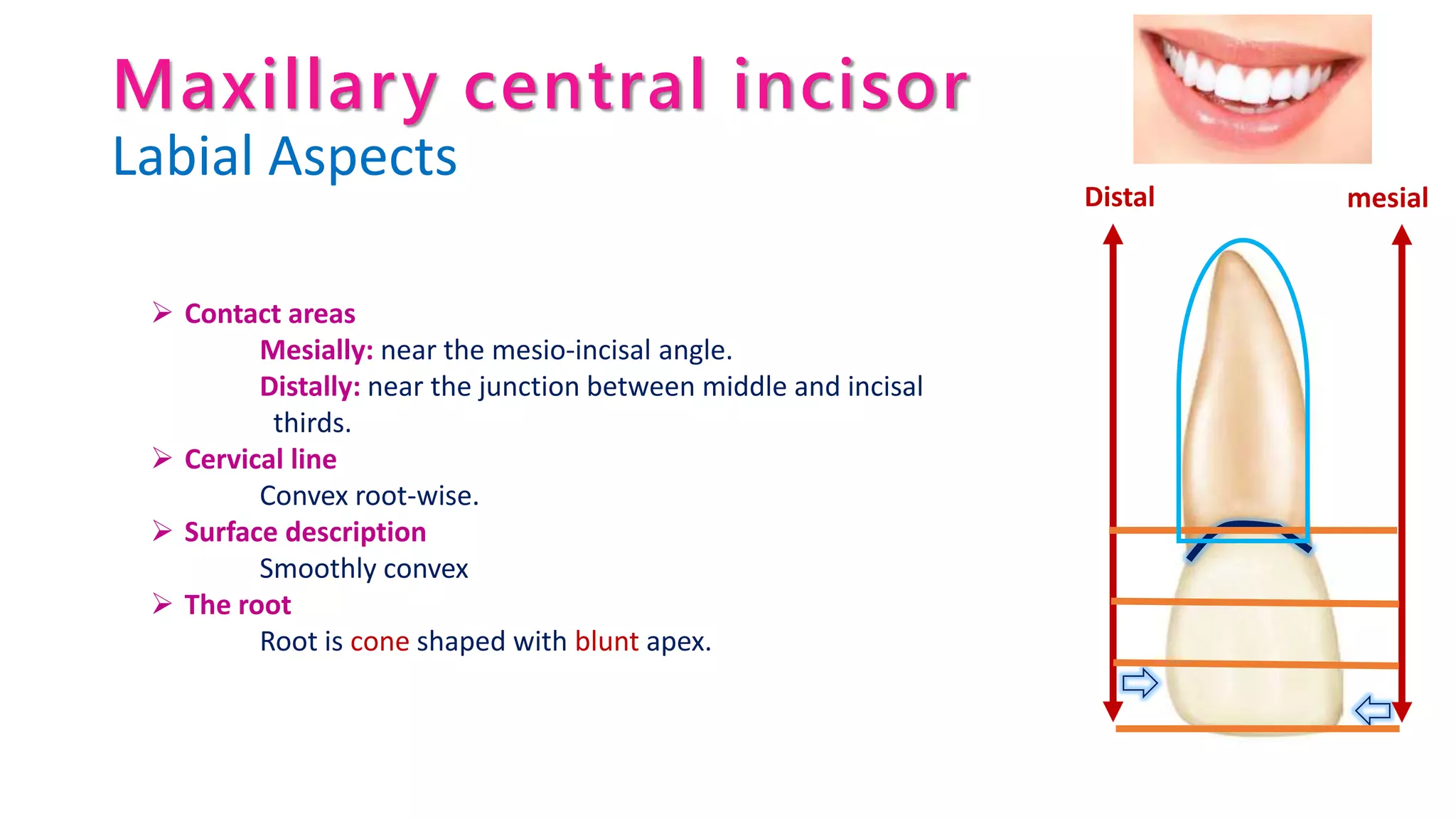 Maxillary central incisor | PPTX