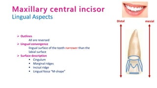 Maxillary central incisor | PPTX