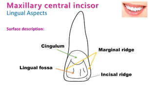 Maxillary central incisor | PPTX