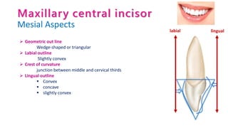 Maxillary central incisor | PPTX