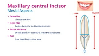 Maxillary central incisor | PPTX