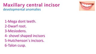 Maxillary central incisor | PPTX