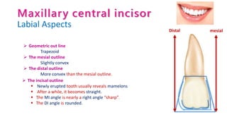 Maxillary central incisor | PPTX